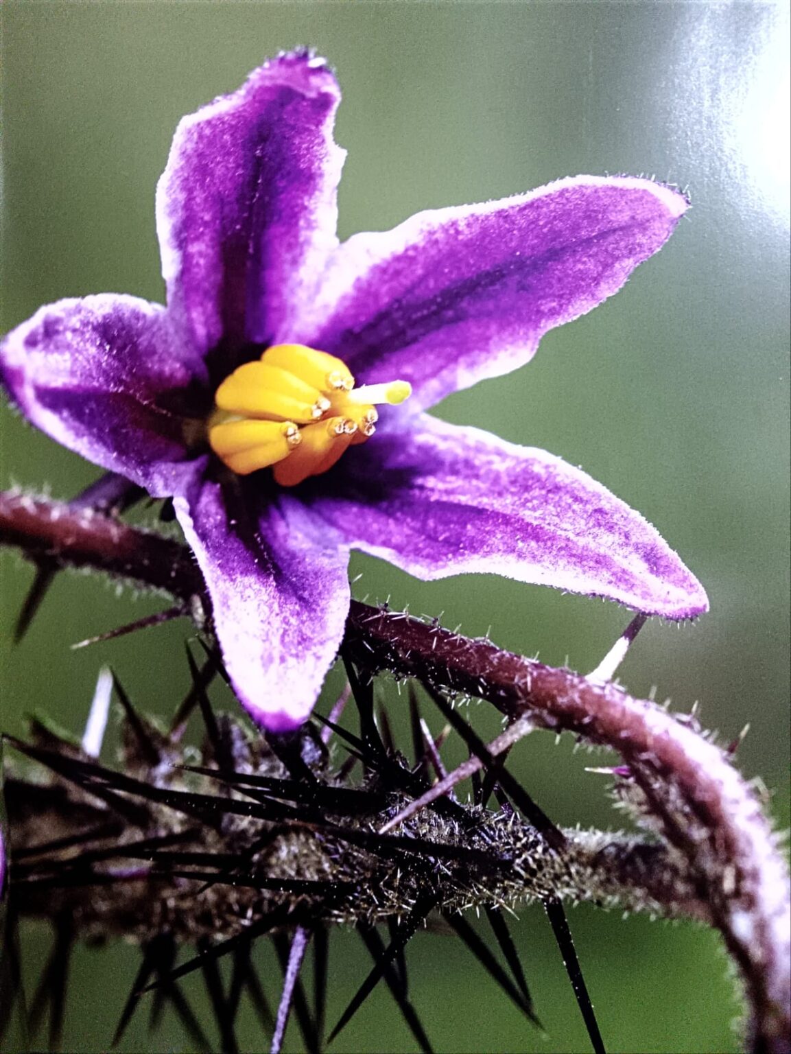 ‘Pétalos y colores’, el libro floral más bello editado en RD